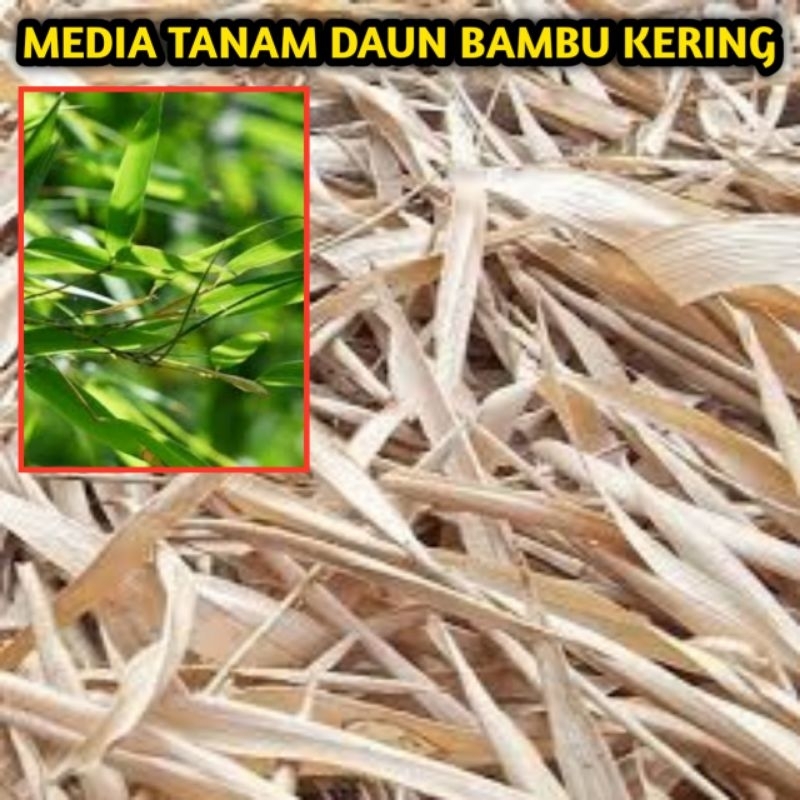 Jual Media Tanam Daun Bambu Kering 1kg | Shopee Indonesia