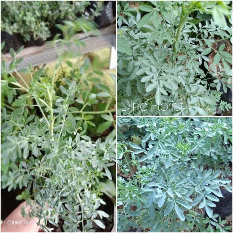 Jual Tanaman Herbal Daun Inggu / Ruta Graveolens | Shopee Indonesia