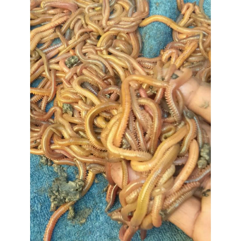 Jual sepesial cacing laut /kilang kilung | Shopee Indonesia