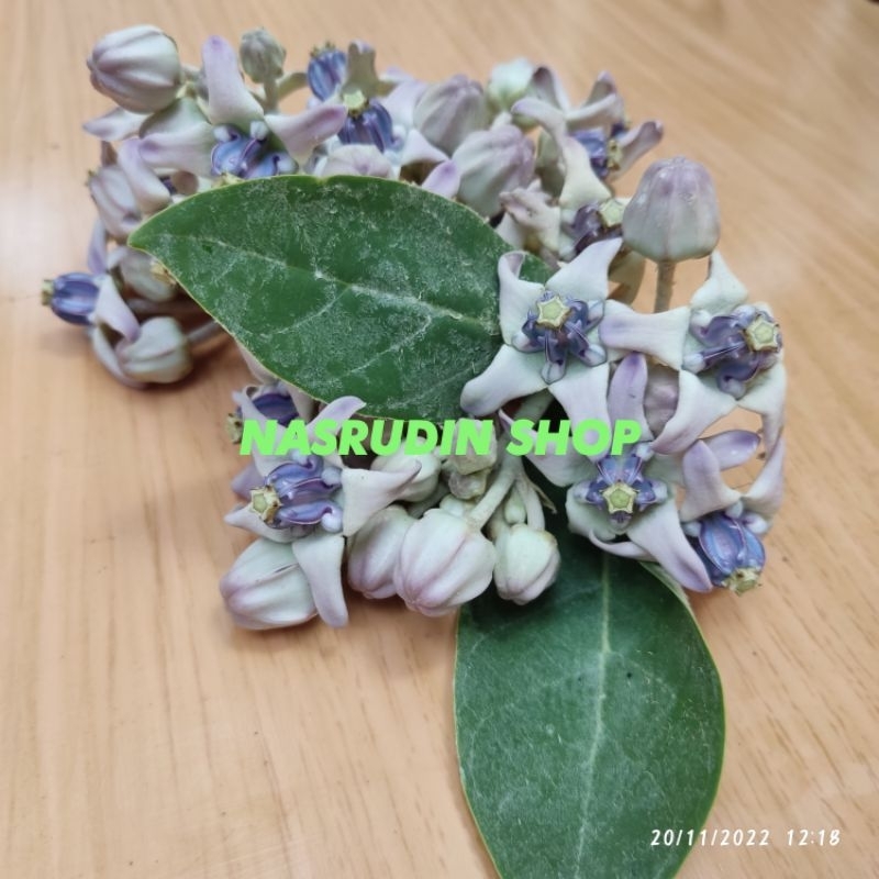 Jual BUNGA WIDURI 5 TANGKAI / BUNGA BIDURI (kusus bunga) | Shopee Indonesia