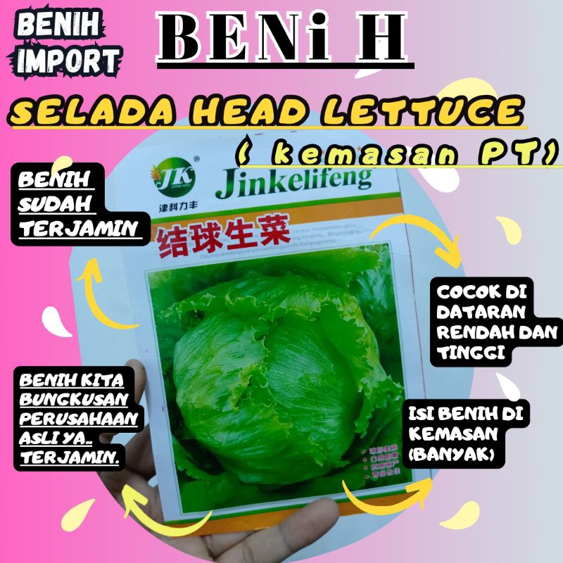 Jual BENIH SELADA HEAD LETTUCE BERKUALITAS TINGGI | Shopee Indonesia