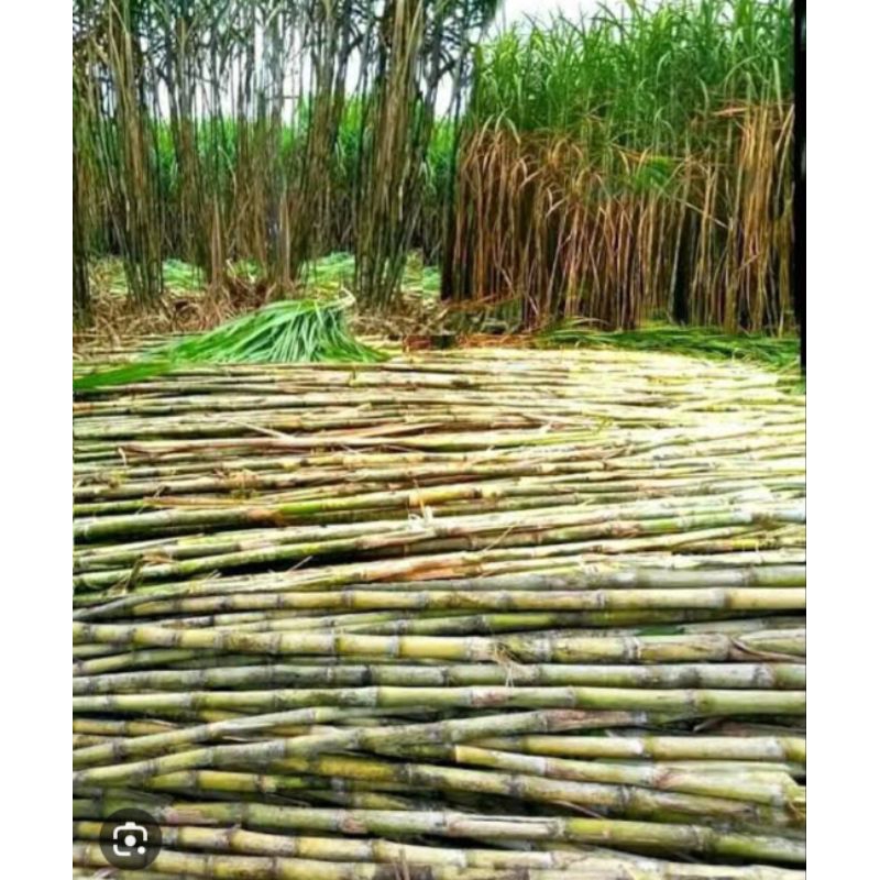 Jual FRESH BARU PETIK TEBU HIJAU 1KG | Shopee Indonesia