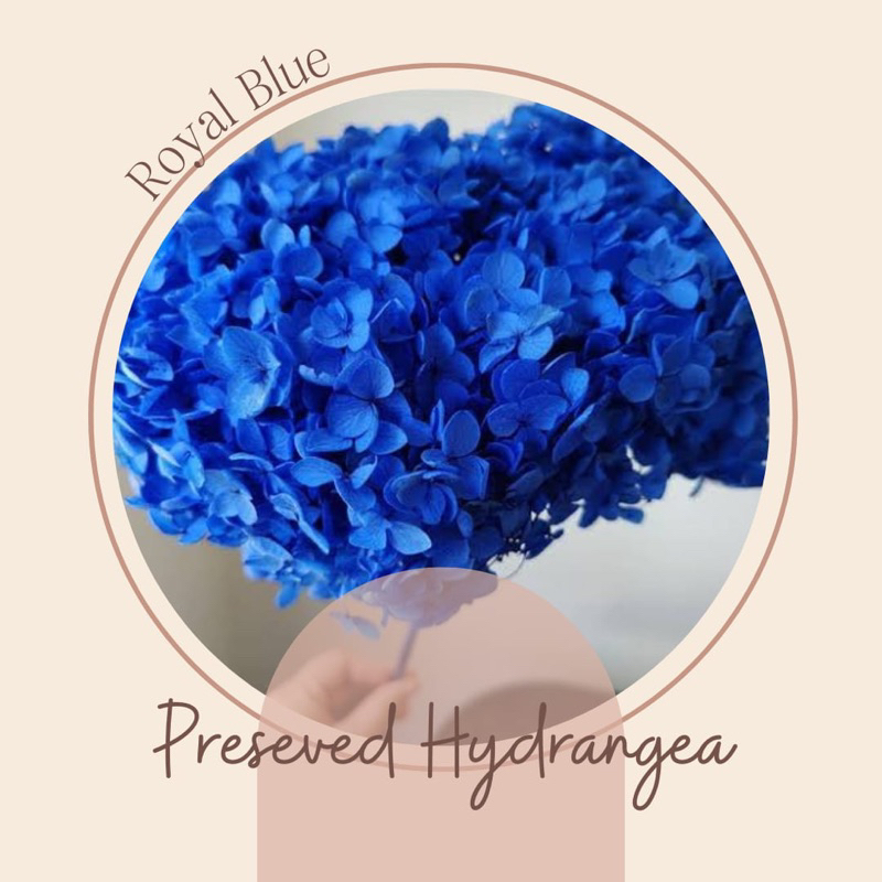 Jual 1 Bunch Preserved Hydrangea Whole Flower Asli Bunga Kering ...