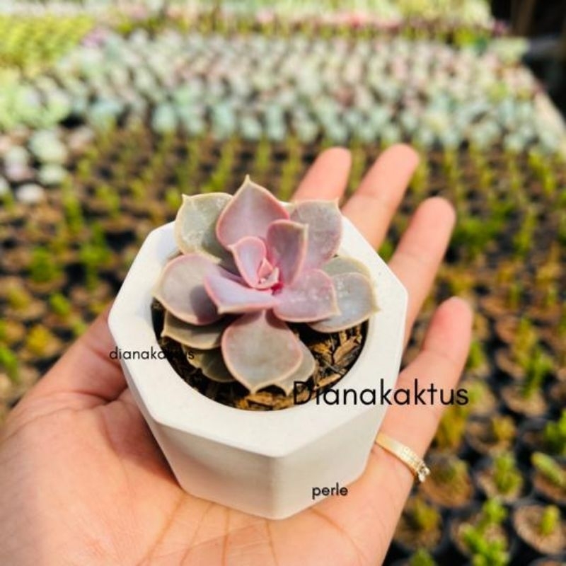 Jual kaktus sukulen mini(hidup) fullset-include tanaman,pot semen,tanah ...