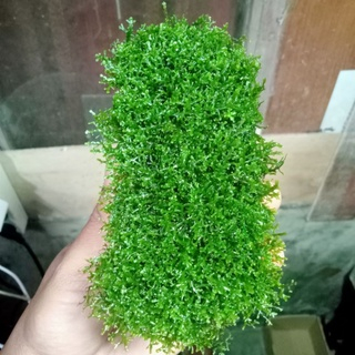 Jual Tanaman Aquascape Moss Ricardia Media Lempeng Pakis - Mos ...