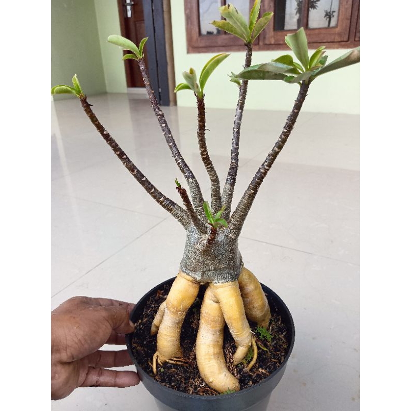 Jual Adenium TS. BANGKLA ( Graf AKAR EMAS ) | Shopee Indonesia
