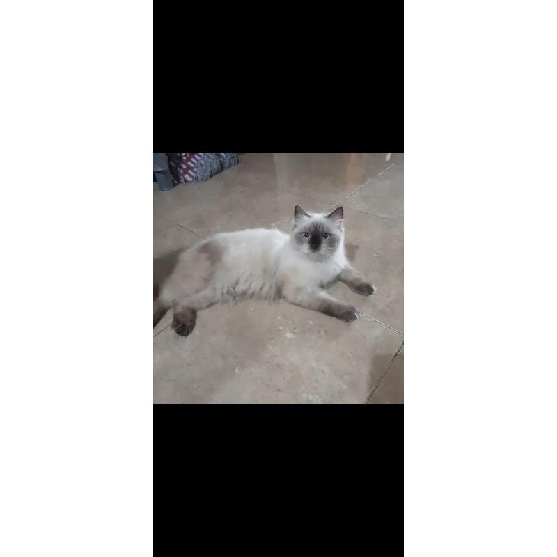 Jual kucing ragdoll pure betina cantik | Shopee Indonesia