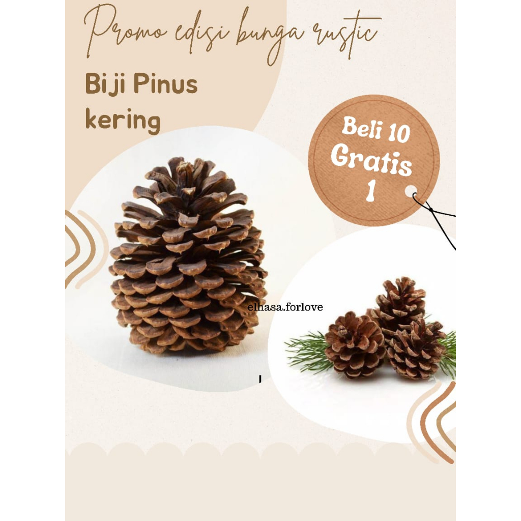 Jual (READY) Bunga pinus kering - biji pinus - bunga pinus properti ...