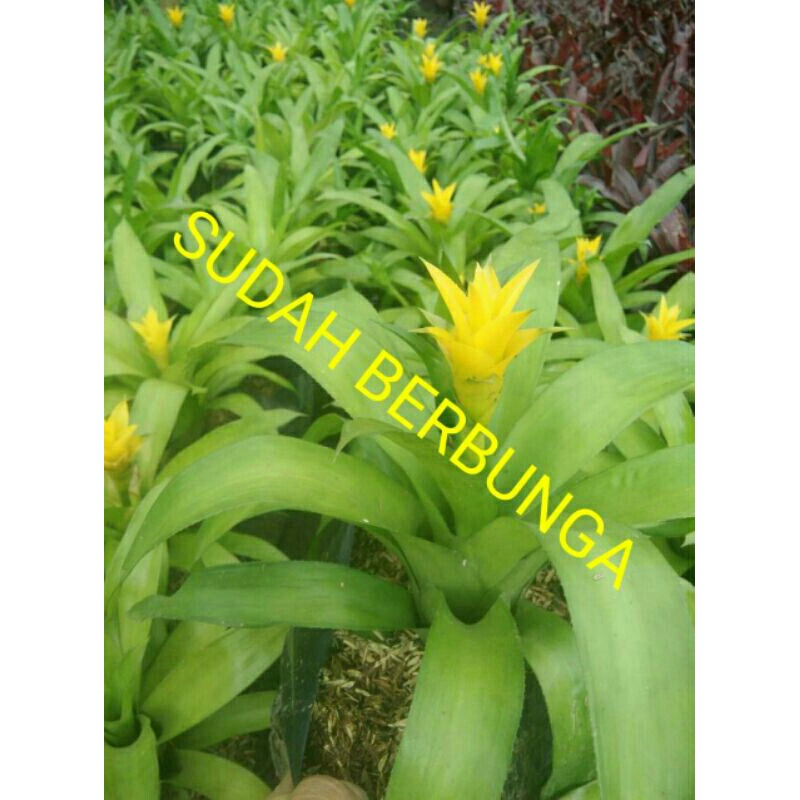 Jual BROMELIA GUZMANIA OBOR KUNING | Shopee Indonesia