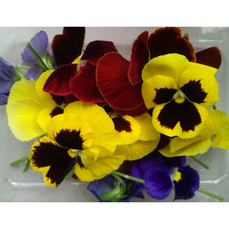 Jual EDIBLE FLOWER PANSY - BUNGA BISA DI MAKAN - BUNGA SEGAR PANSY ...