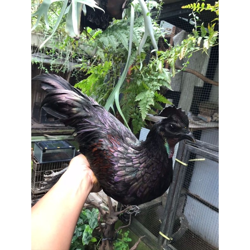 Jual AYAM BEKISAR CEMANI BEKICEM | Shopee Indonesia