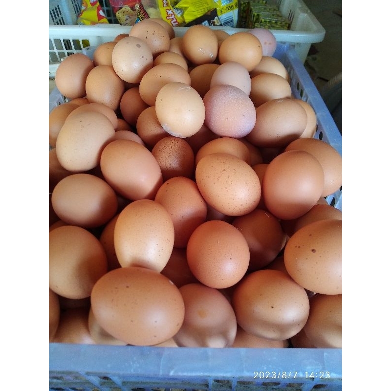 Jual Telur Ayam Ras Terlengkap & Harga Terbaru Juni 2026 | Shopee Indonesia