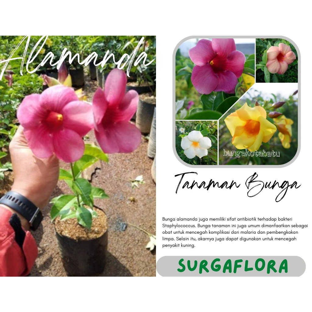 Jual tanaman hias alamanda/allamanda cathartica/bunga terompet/bunga ...