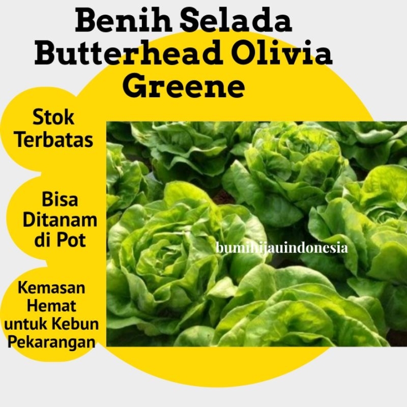 Jual Benih Selada Butterhead Olivia Greene | Shopee Indonesia