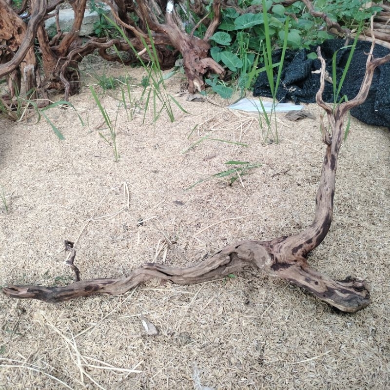 Jual akar Rasamala size XL 088 akar aquascape aquarium | Shopee Indonesia