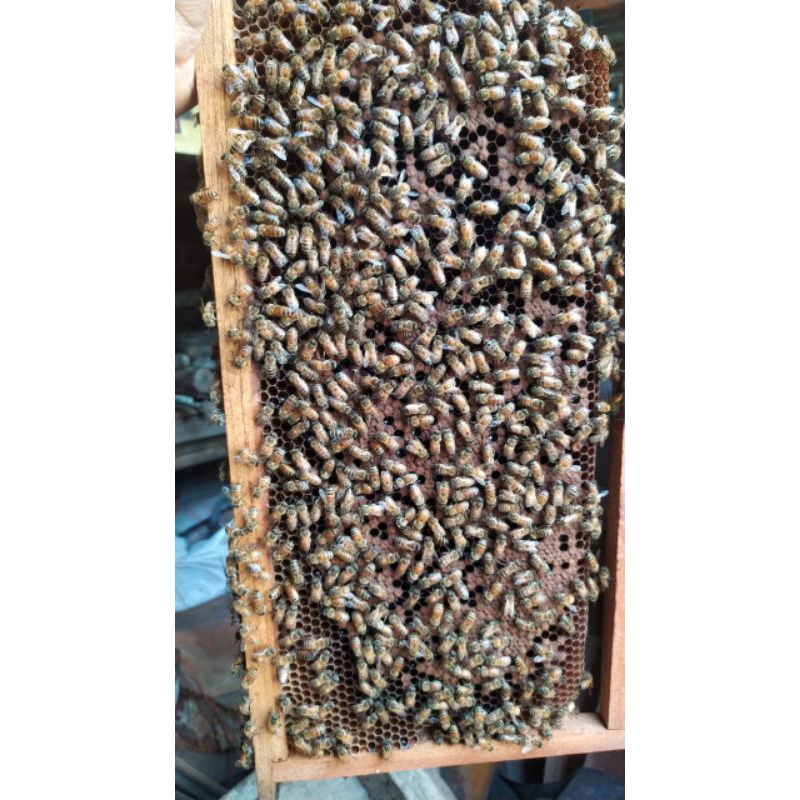 Jual Lebah sengat untuk Terapi | Shopee Indonesia