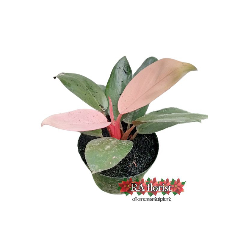 Jual philo pink congo (dikirim sudah keluar warna yah) | Shopee Indonesia