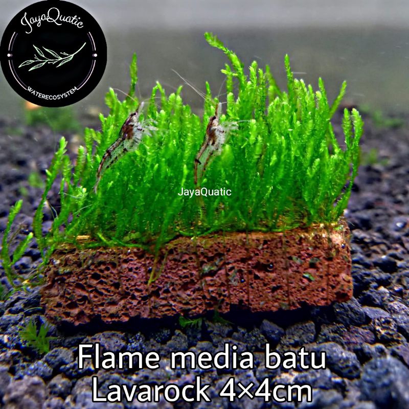 Jual Moss Flame Media Batu Lavarock 4×4cm (Moss Api) - Lumut Aquascape ...