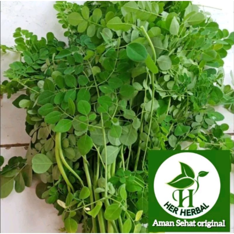 Jual Daun kelor segar fresh petik langsung 1 kg | Shopee Indonesia