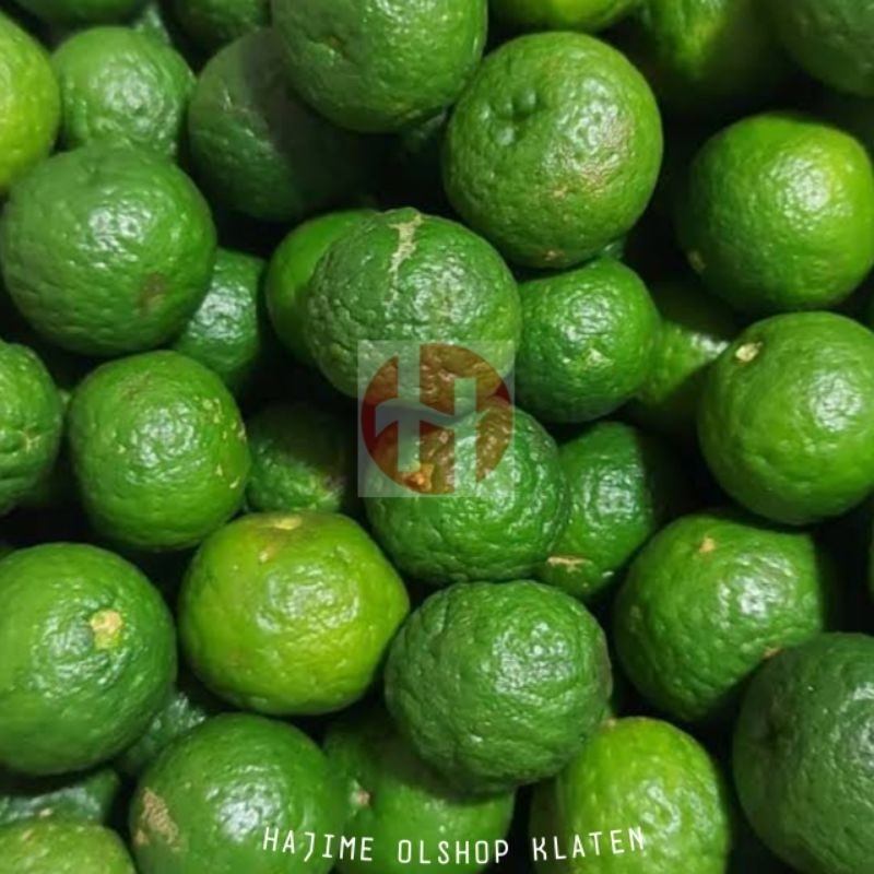 Jual 1KG JERUK LIMAU / jeruk sambel / jeruk boci / jeruk cuanki ...