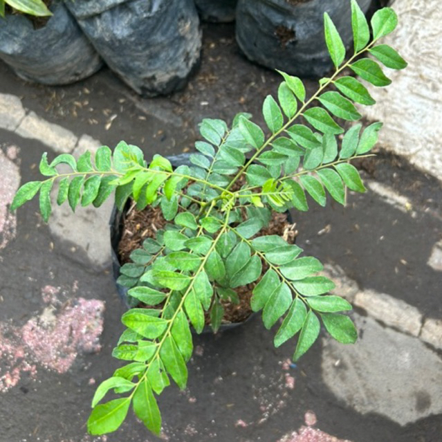 Jual Daun Kare / Tanaman daun kare / tanaman toga REAL PICT | Shopee ...