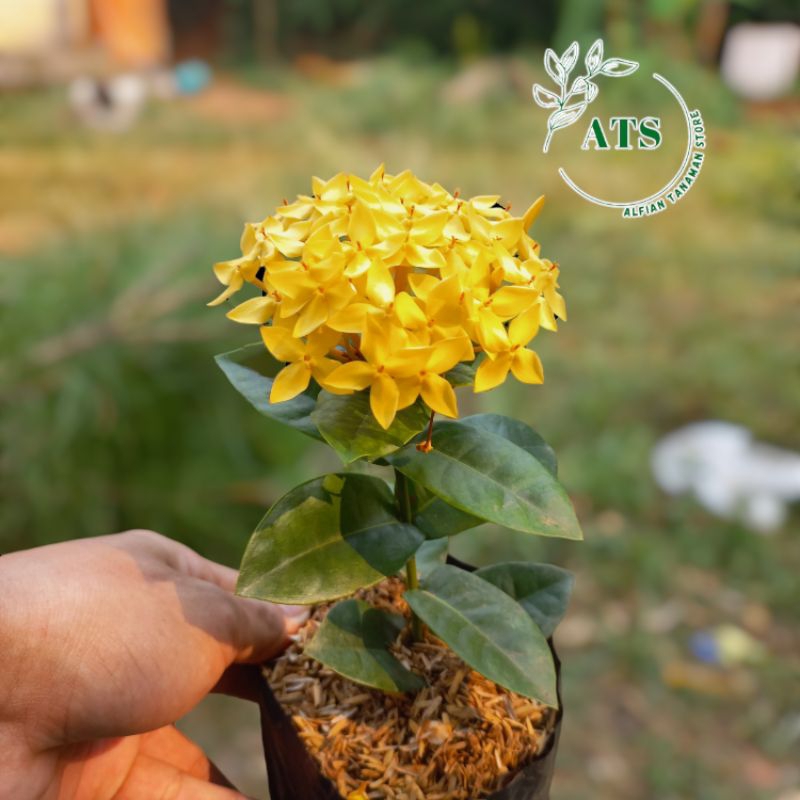 Jual BISA COD tanaman hias asoka hawai bunga kuning - pohon bunga asoka ...