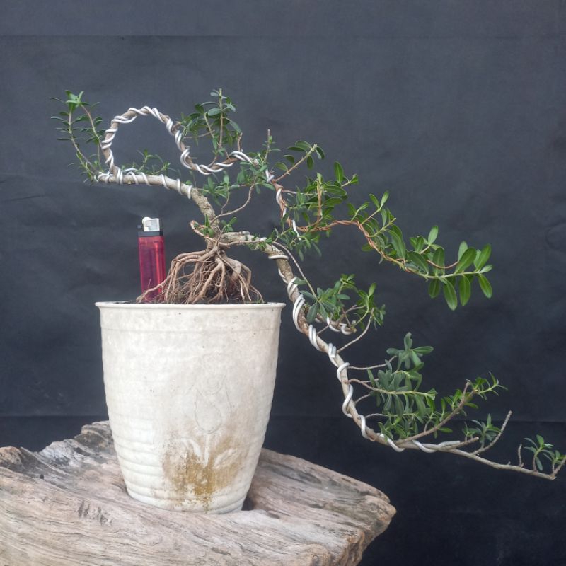 Jual santigi mawar bonsai tanaman santigi size small kode 53 | Shopee ...