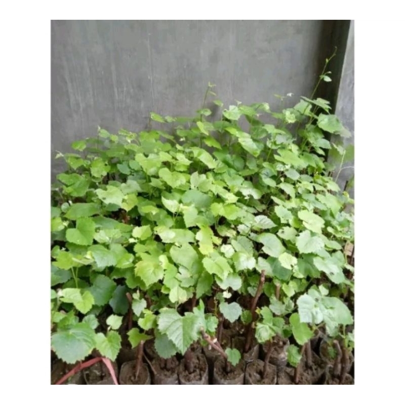 Jual bibit anggur caroline | Shopee Indonesia