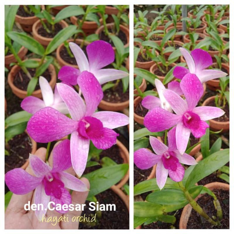 Jual Anggrek Dendrobium Caesar Siam | Shopee Indonesia