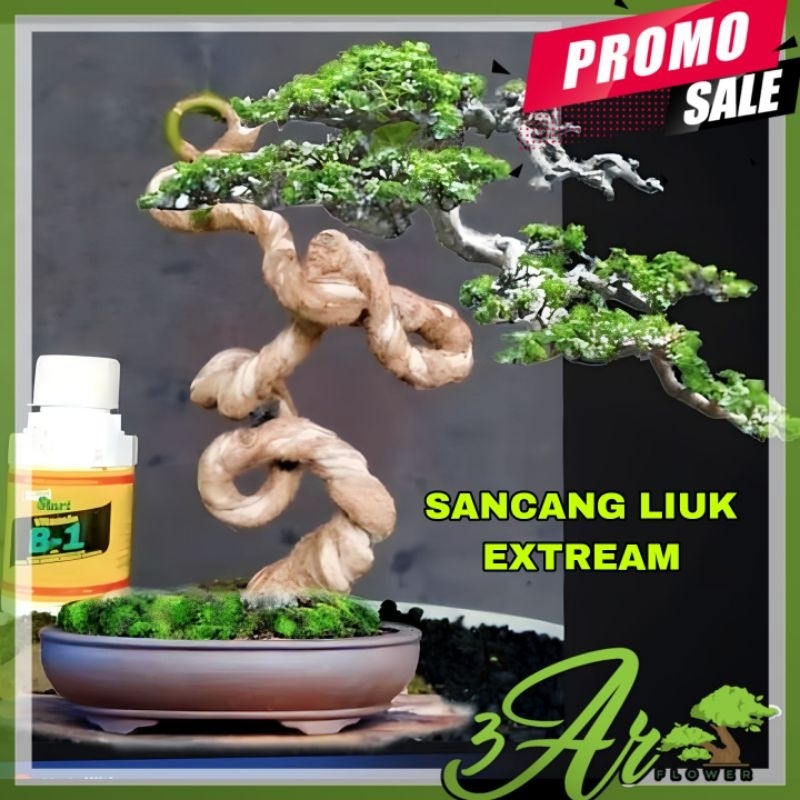 Jual BAHAN BONSAI LIUK EKSTREM/BAHAN BONSAI MAME SANCANG | Shopee Indonesia