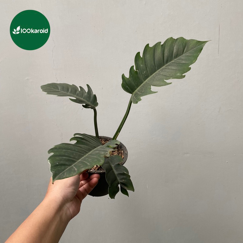 Jual Tanaman Hias Philodendron Green Saw | Philo Greensaw | Shopee ...