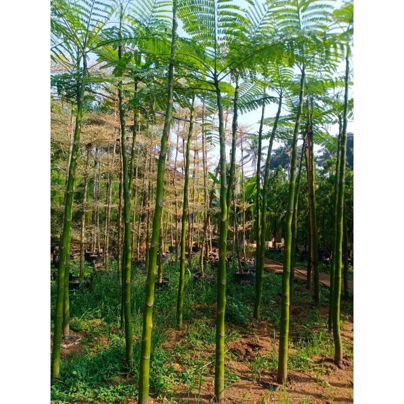 Jual Tanaman teduh solobium - pohon Pakis Brazil 2-3 meter | Shopee ...