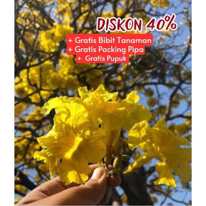 Jual Bibit Bunga TABEBUYA Kuning Super Unggul | Shopee Indonesia