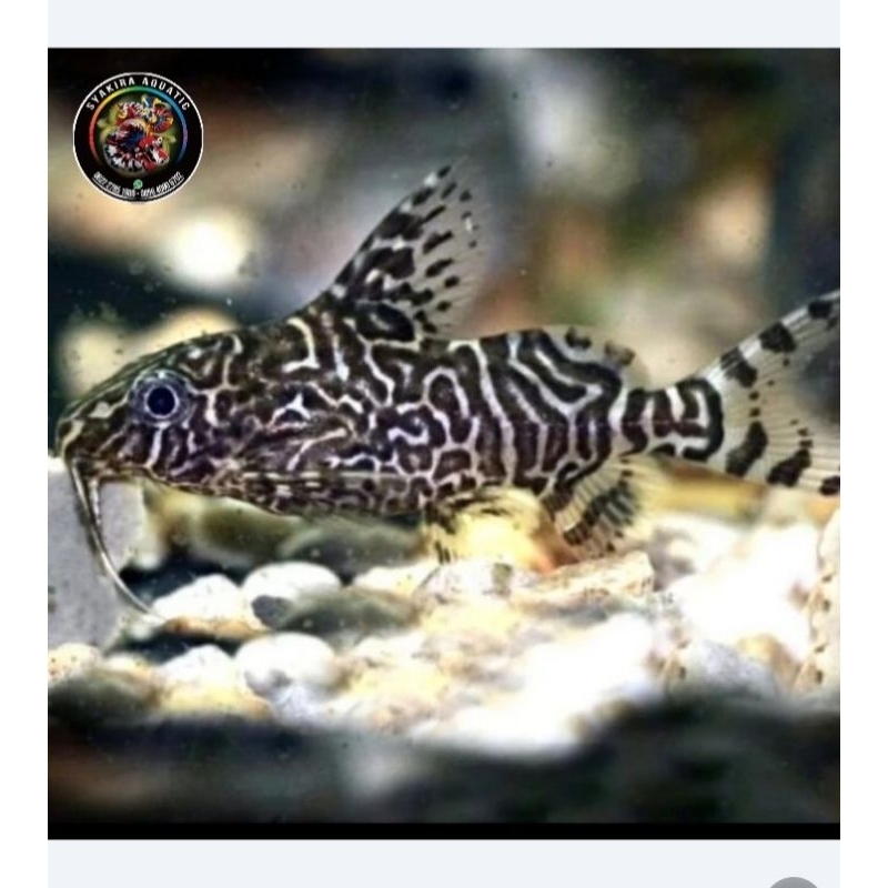 Jual SYNODONTIS SINODONTIS DECORUS IKAN SAPU-SAPU HIAS SIZE -+ 5CM ...