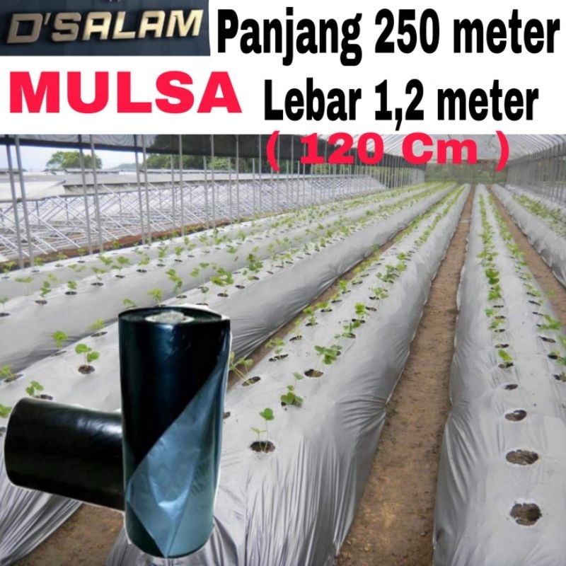Jual PLASTIK MULSA ( 1 ROLL ) panjang 250 meter * Lebar 120cm (1,2meter ...