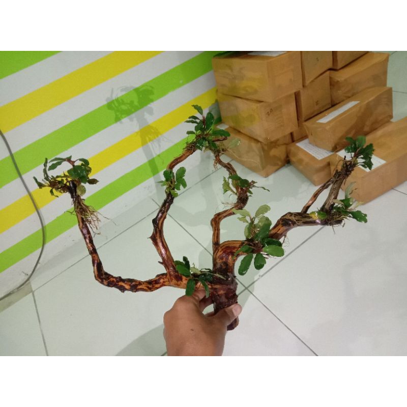 Jual akar Rasamala pakai Buce dan mos | Shopee Indonesia