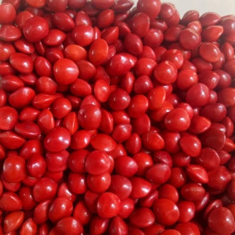 Jual benih biji buah saga merah | Shopee Indonesia
