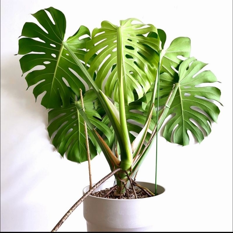 Jual Tanaman Hias Monstera Deliciosa / Tanaman hias mini/ Bunga hidup ...