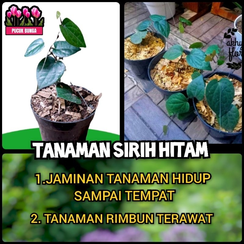 Jual Tanaman Sirih Hitam Bibit Tanaman Sirih Hitam Daun Sirih Hitam ...