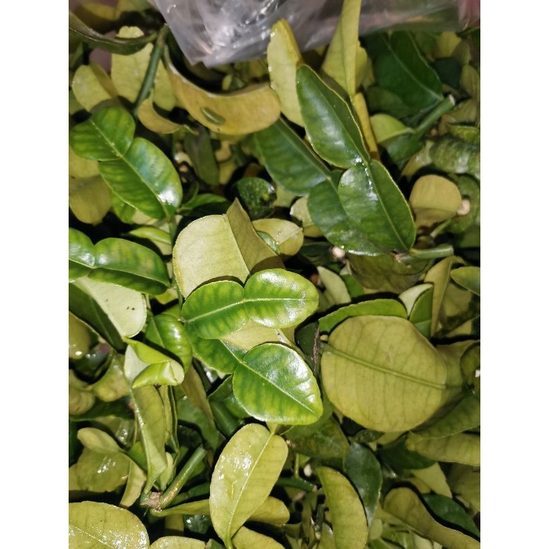 Jual DAUN JERUK 100g | Shopee Indonesia