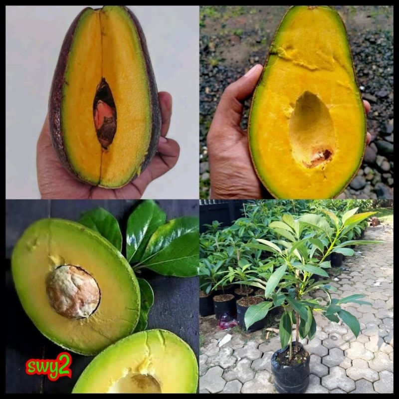 Jual Bibit Alpukat Swy2 Batang Besar Cepat Berbuah | Shopee Indonesia