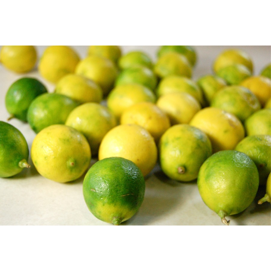 Jual Buah Jeruk Nipis Kuning Yellow Key Lime 1 kg | Shopee Indonesia