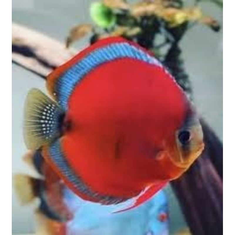 Jual Ikan Discus Sun Merah/Sun Red Size 2 inc | Shopee Indonesia