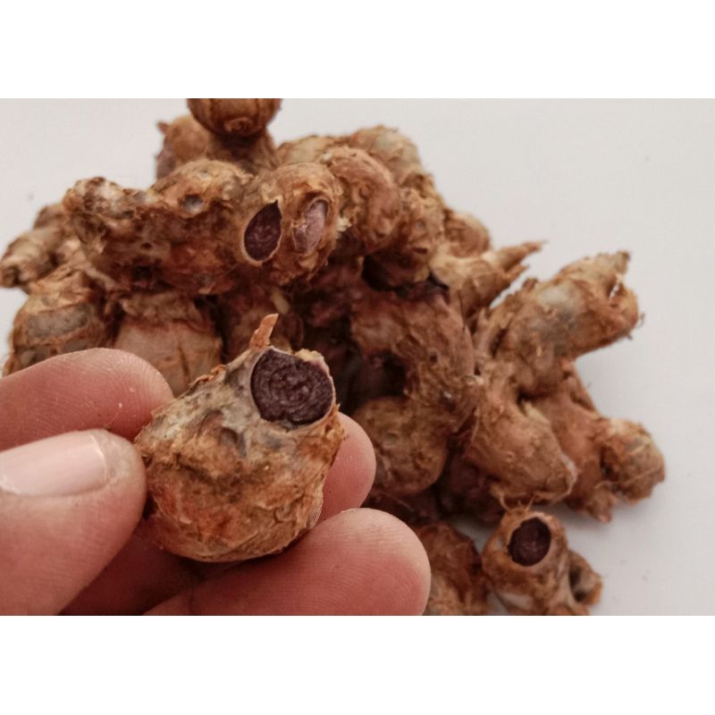 Jual Kunyit Hitam Asli Rimpang Kunyit Hitam 250gr - 2Kg | Shopee Indonesia