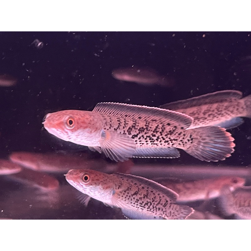 Jual Channa Stewarti/Stewartii/Stewarty Grade A (Bisa COD) garansi ...