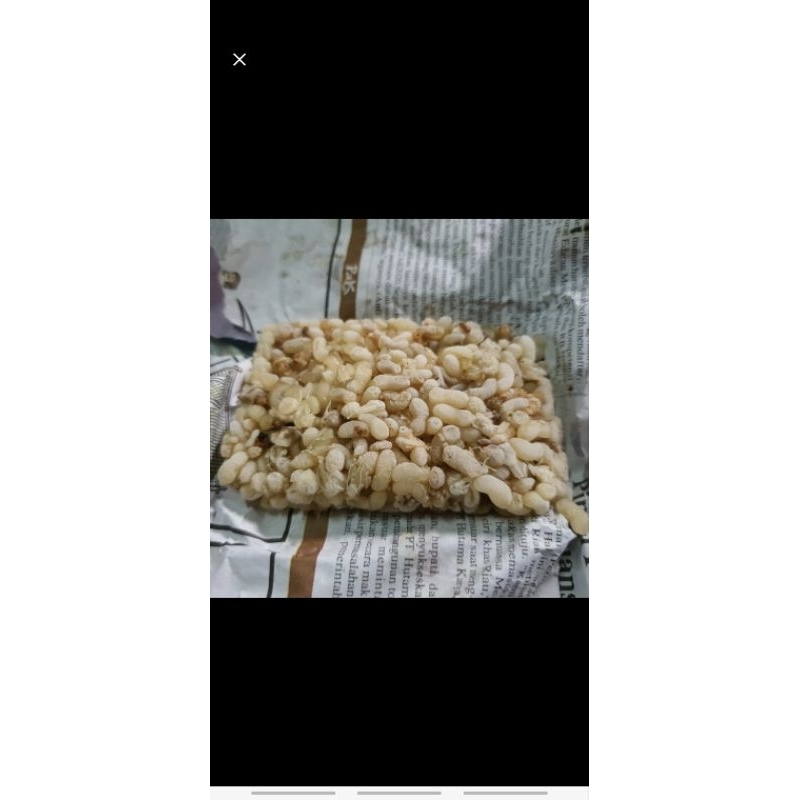 Jual Telur semut super ( Kroto super ) | Shopee Indonesia