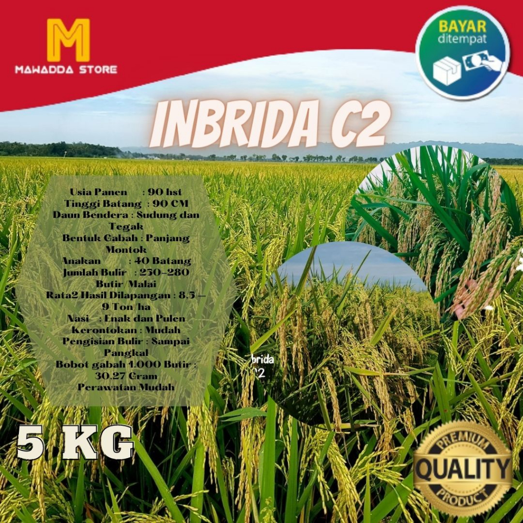 Jual Biji Padi Unggul Inbrida C2 Biji Padi Genjah Padi Inbrida 5KG ...