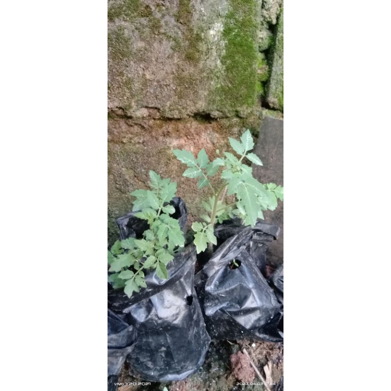 Jual bibit rampai lampung 10 pohon sudah tumbuh berakar | Shopee Indonesia