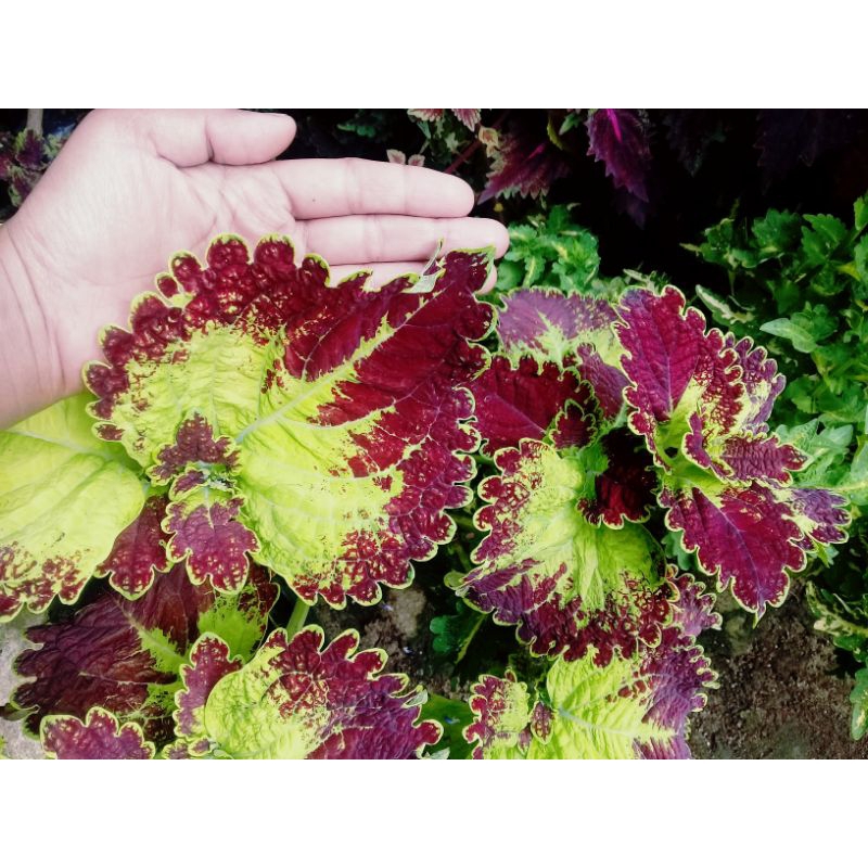 Jual miana premium id bima | Shopee Indonesia