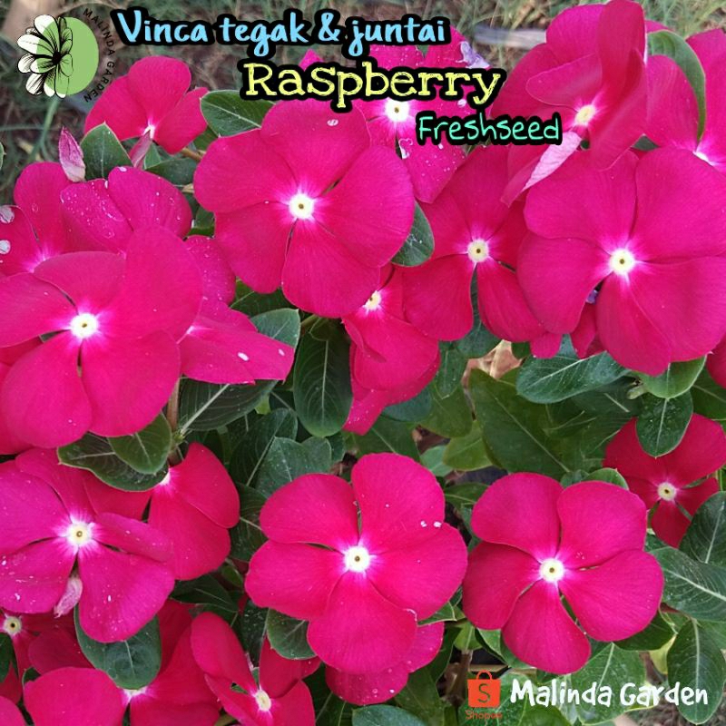 Jual Benih vinca tegak dan juntai RASPBERRY / biji tanaman tapak dara ...